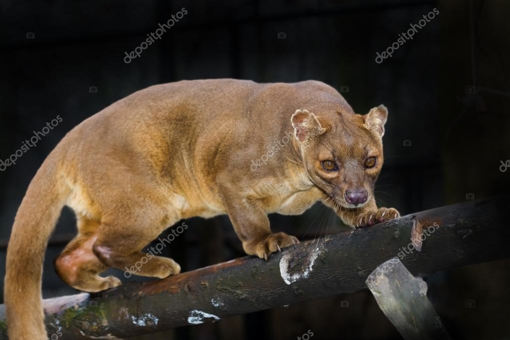 Fossa on tree Stock Photo by ©belizar 105011730