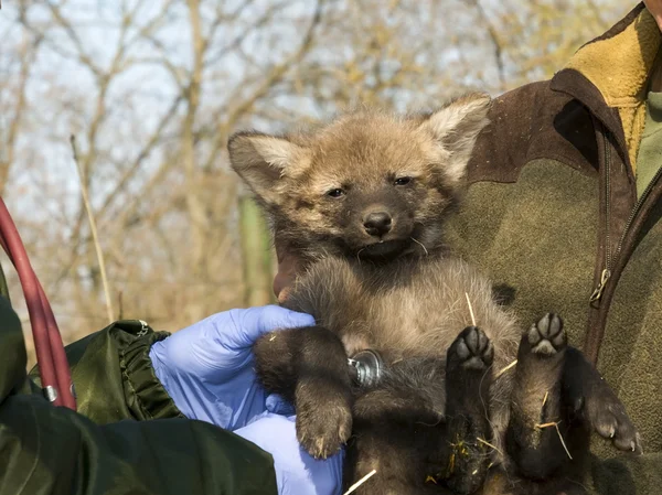 ᐈ Maned wolves stock pictures, Royalty Free maned wolf images ...