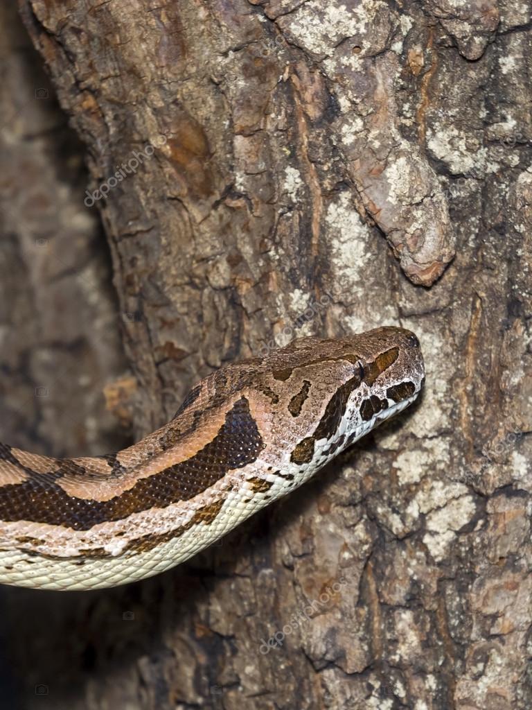 Madagascar Ground Boa Stock Photo by ©belizar 106899976