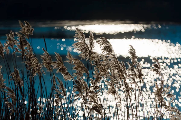 Phragmites australis Stock Photos, Royalty Free Phragmites australis ...