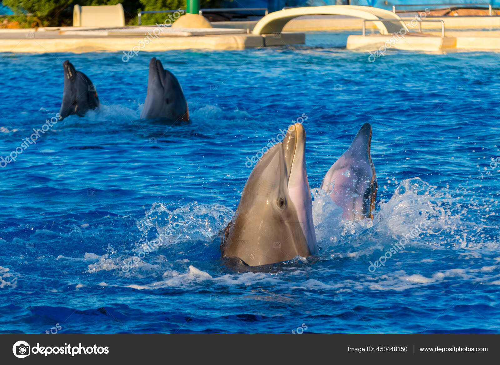 Bottlenose Dolphin Its Scientific Name Tursiops Truncatus — Stock Photo ...