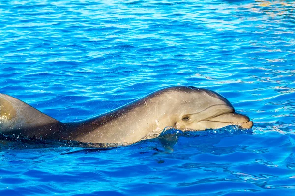 Bottlenose Dolphin Its Scientific Name Tursiops Truncatus — Stock Photo ...