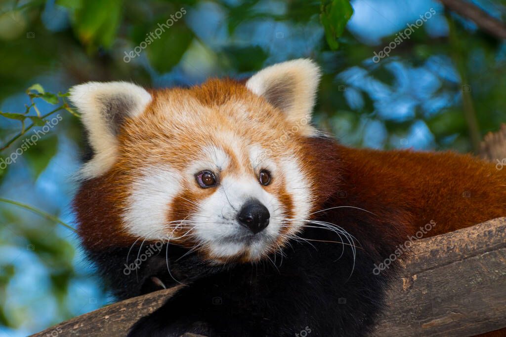 Panda Roja o Menor, su nombre científico es Ailurus fulgens 2024
