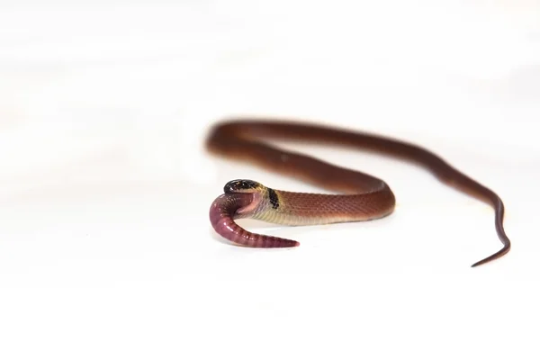 Serpiente café Redback (Ninia sebae) 2024