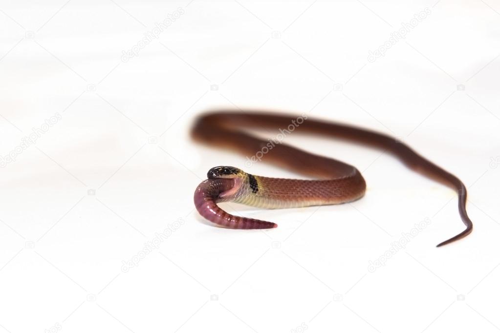 Serpiente café Redback (Ninia sebae) 2024