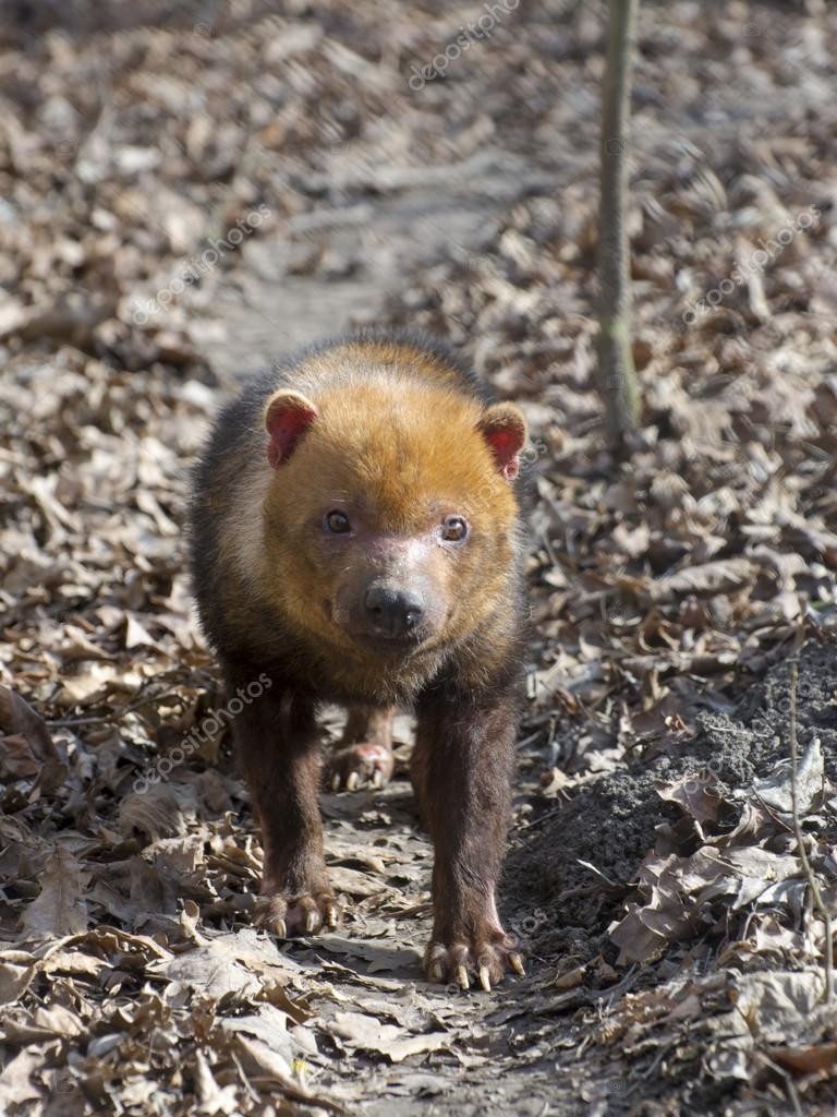 What Eats A Bush Dog