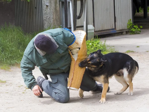 Mechanic dog Stock Photos, Royalty Free Mechanic dog Images | Depositphotos