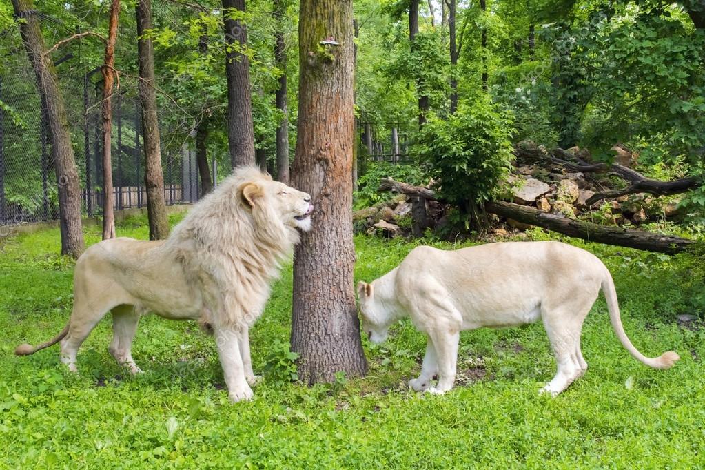 León blanco (Panthera leo krugeri ): fotografía de stock © belizar ...