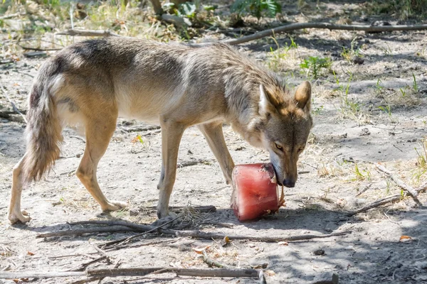 Young Cream Colored Wolf