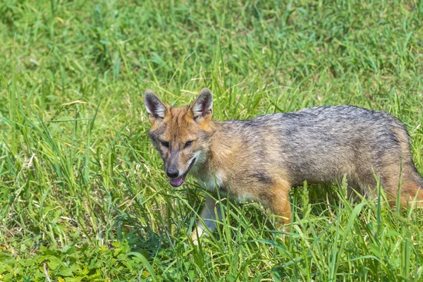 Grey jackal Stock Photos, Royalty Free Grey jackal Images | Depositphotos