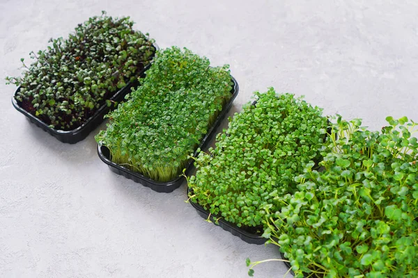 Microgreens Growing Background Microgreen Sprouts Wooden Table Top View ...