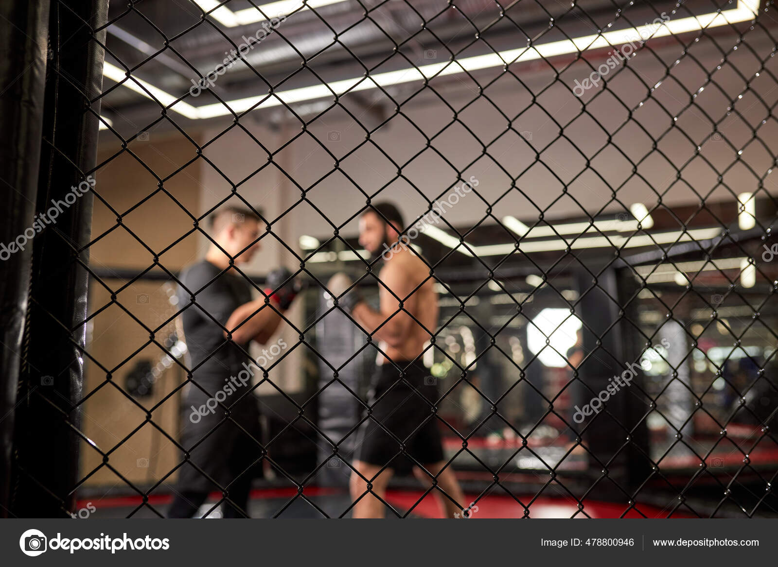 View through cage, two fit sporty men fighting, bodybuilders punching ...