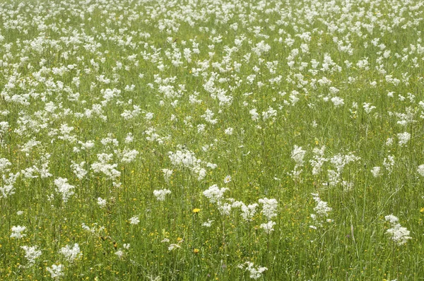 Unmowed lawn Pictures, Unmowed lawn Stock Photos & Images | Depositphotos®