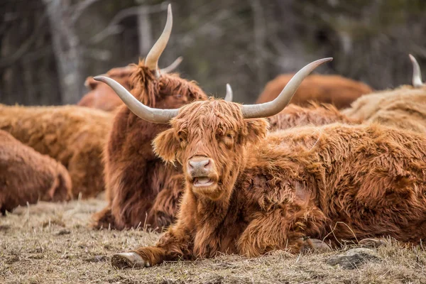 Vaches en colère fotos de stock, imágenes de Vaches en colère sin ...