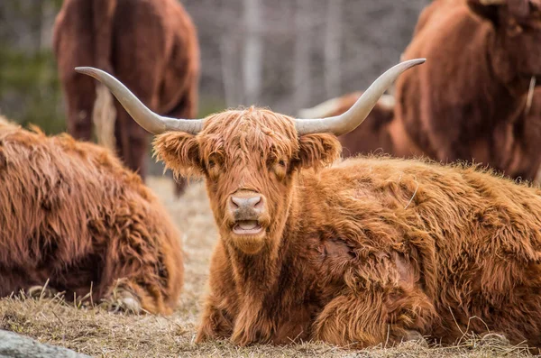 Red highland cow Stock Photos, Royalty Free Red highland cow Images ...