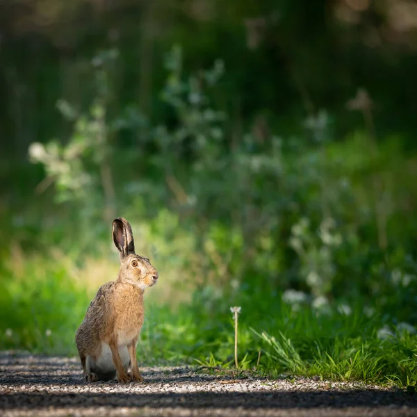 Caccia alla lepre fotos de stock, imágenes de Caccia alla lepre sin ...
