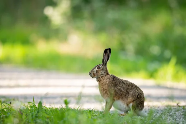 Cabeza de liebre fotos de stock, imágenes de Cabeza de liebre sin ...