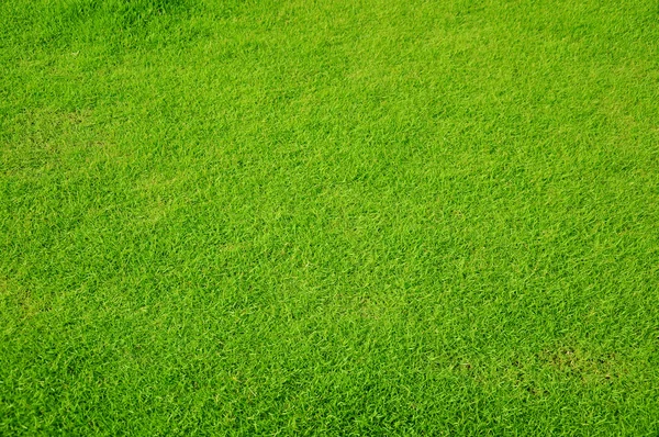 Cricket Ground Grass Texture