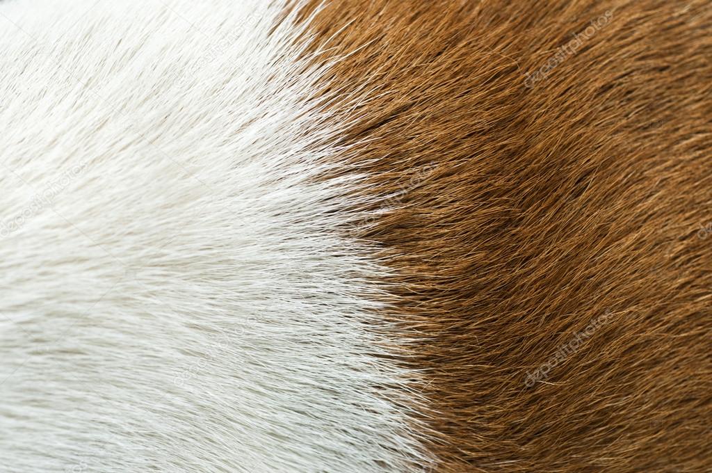 Animal Hair Texture