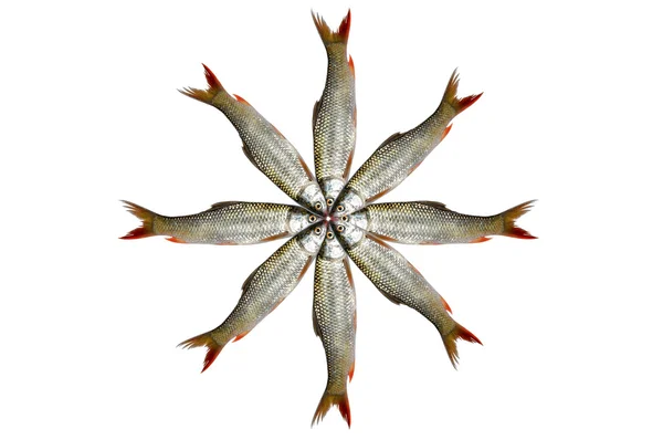 Gambar kartun ikan duri Stock Photos, Royalty Free Gambar kartun ikan ...