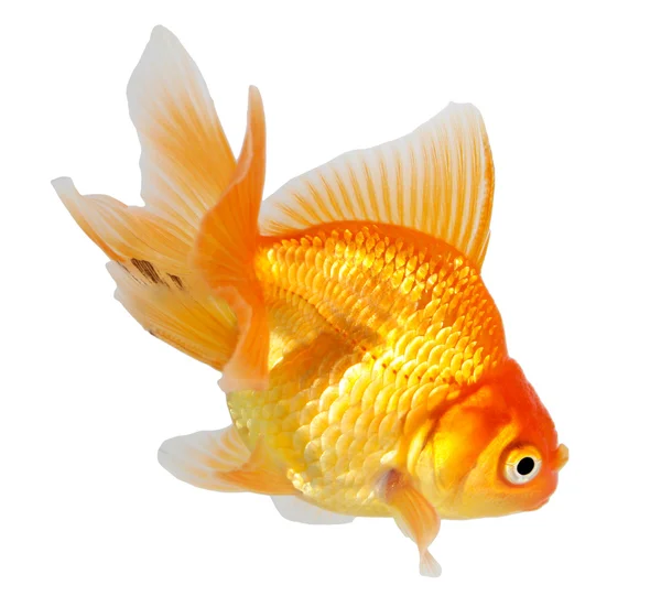 Gold fish. Isolation on the white — Stock Photo © Alexstar #12616431