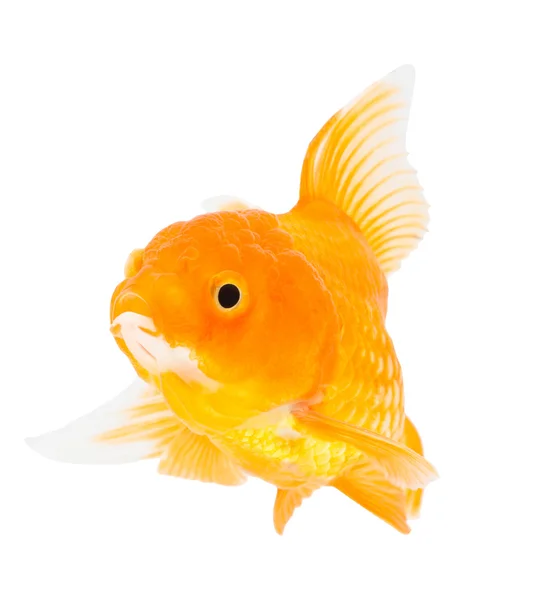 Oranda goldfish Stock Photos, Royalty Free Oranda goldfish Images ...