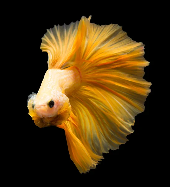 Siamese Fighting Fish Yellow Betta Fish Betta Splendens Halfmoon Betta ...