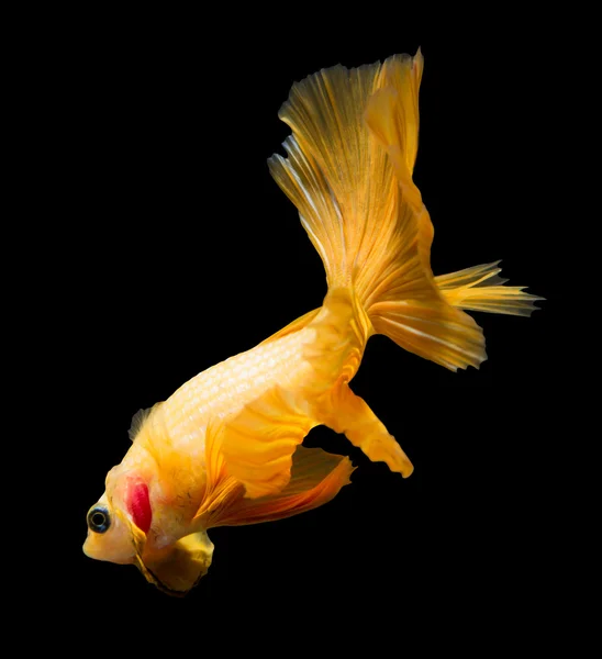 Larvae of fish. Stock Photo by ©bajita1111 62224331