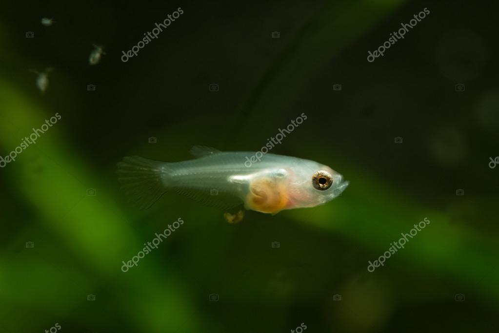 Larvae of fish. Stock Photo by ©bajita1111 62224331