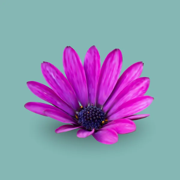 Realistic Daisy flower Stock Vector Image by ©archiwiz #95405122