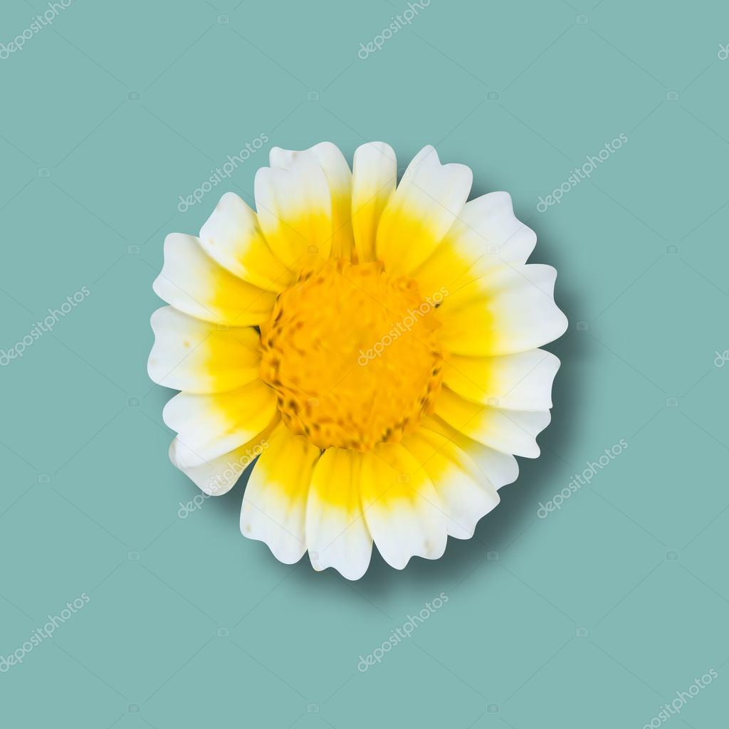 Realistic Daisy flower Stock Vector Image by ©archiwiz #95404736