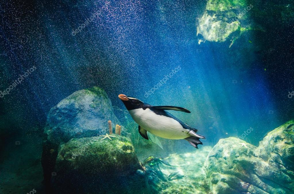 Penguins Diving Underwater