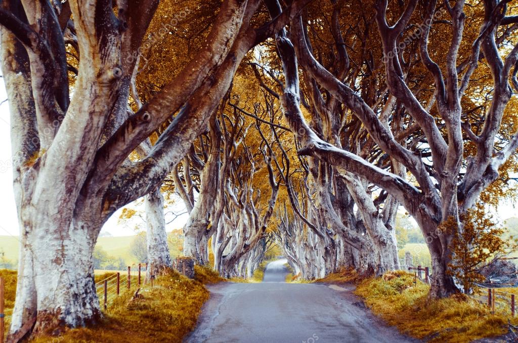 Majestic tree alley — Stock Photo © mdurinik #78860718