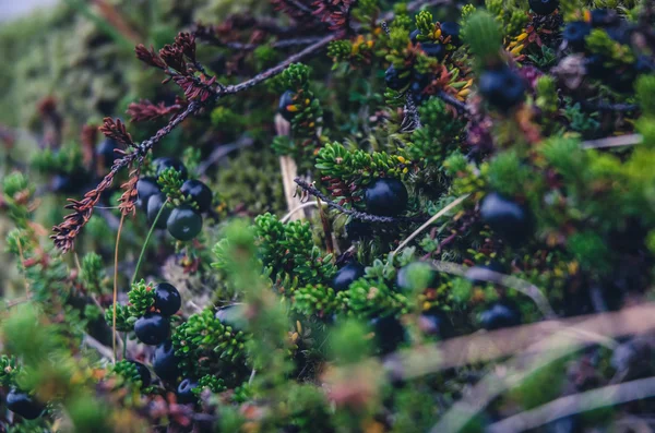 Colorful moss textures Stock Photos, Royalty Free Colorful moss ...