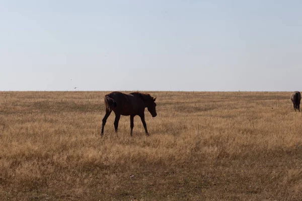 Dieren in de steppe fotos de stock, imágenes de Dieren in de steppe sin ...
