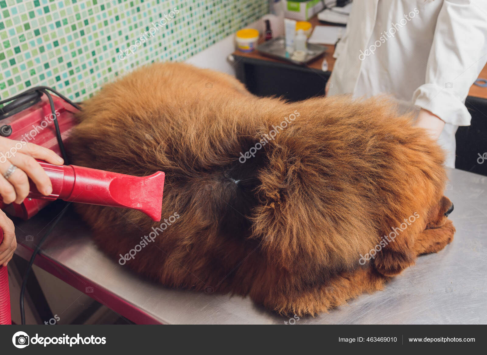 Drying and combing wool of dog in grooming salon, professional groomer ...
