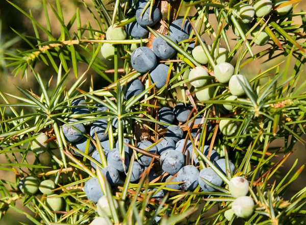 Broom Ripe Seed Pods — Stock Photo © dr.lange.unitybox.de #355485598