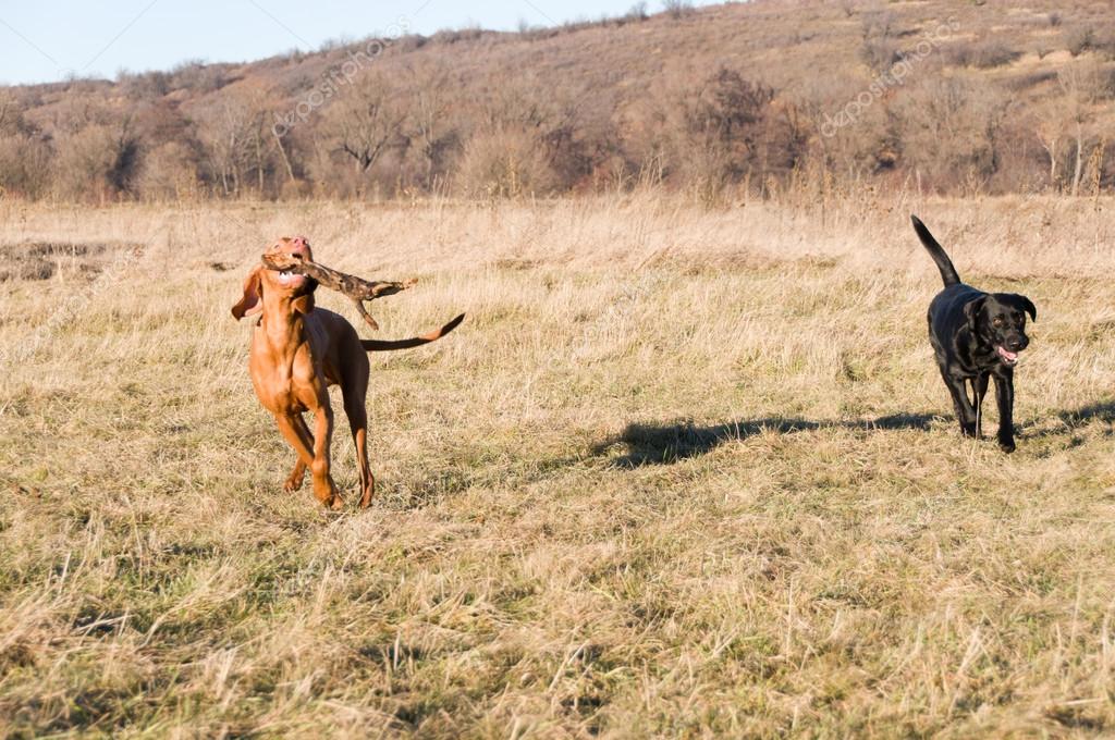 Running battle — Stock Photo © MauMyHa #61324843