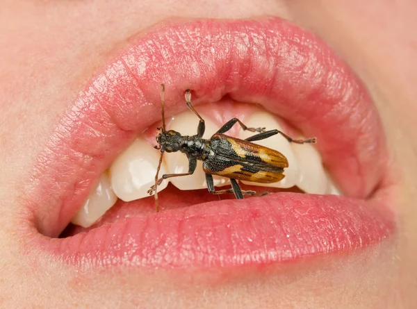 Bug in mouth — Stock Photo © MauMyHa #66117881