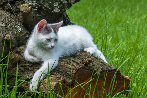 Cat under tree Stock Photos, Royalty Free Cat under tree Images ...