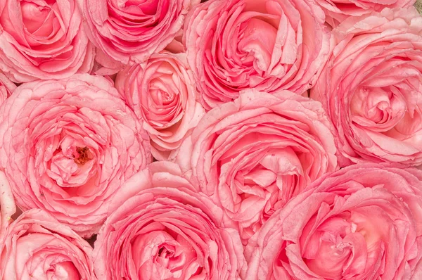 Cinq roses roses fotos de stock, imágenes de Cinq roses roses sin ...