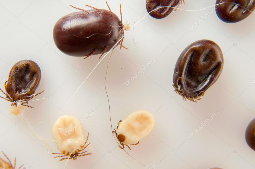 White background Ticks Stock Photo by ©MauMyHa 82328190