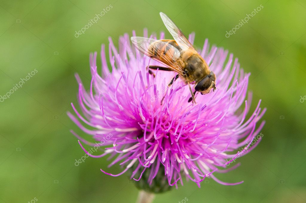 Bee color — Stock Photo © MauMyHa #84700588