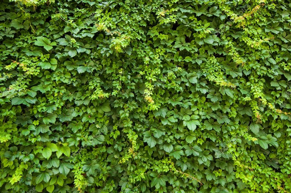Ivy background Stock Photo by ©85cornelia 76407305