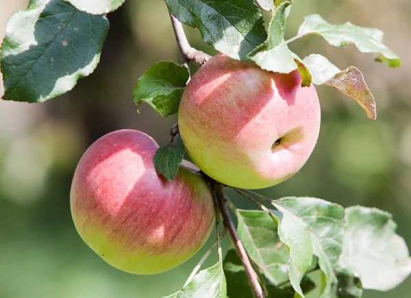 Fuji Apple Tree Stock Photo by ©microgen 116037576