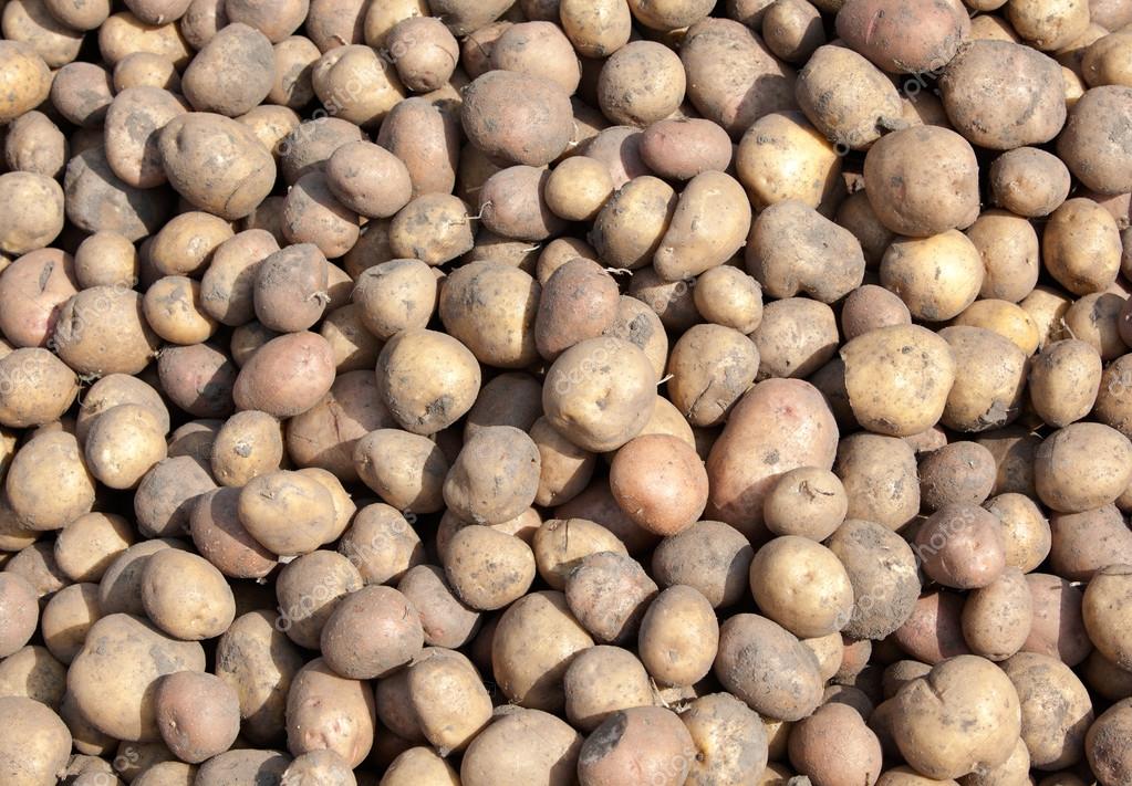 Many potato — Stock Photo © cherkas #83873590