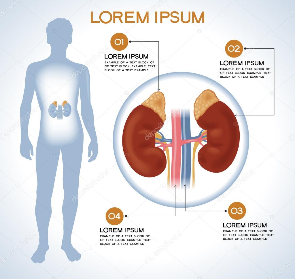 Adrenal. Infografías médicas modernas. 2024