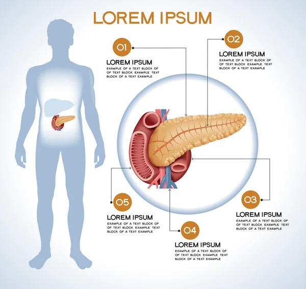 Pancreas Vector Art Stock Images | Depositphotos