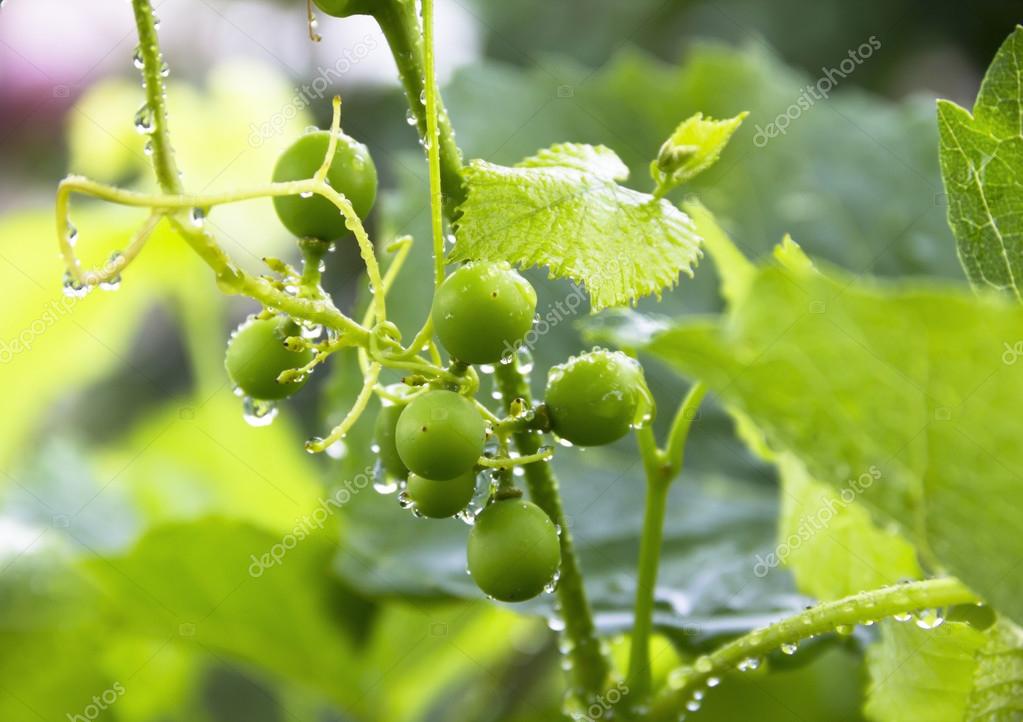 Grapevine con gotas después de la lluvia 2024