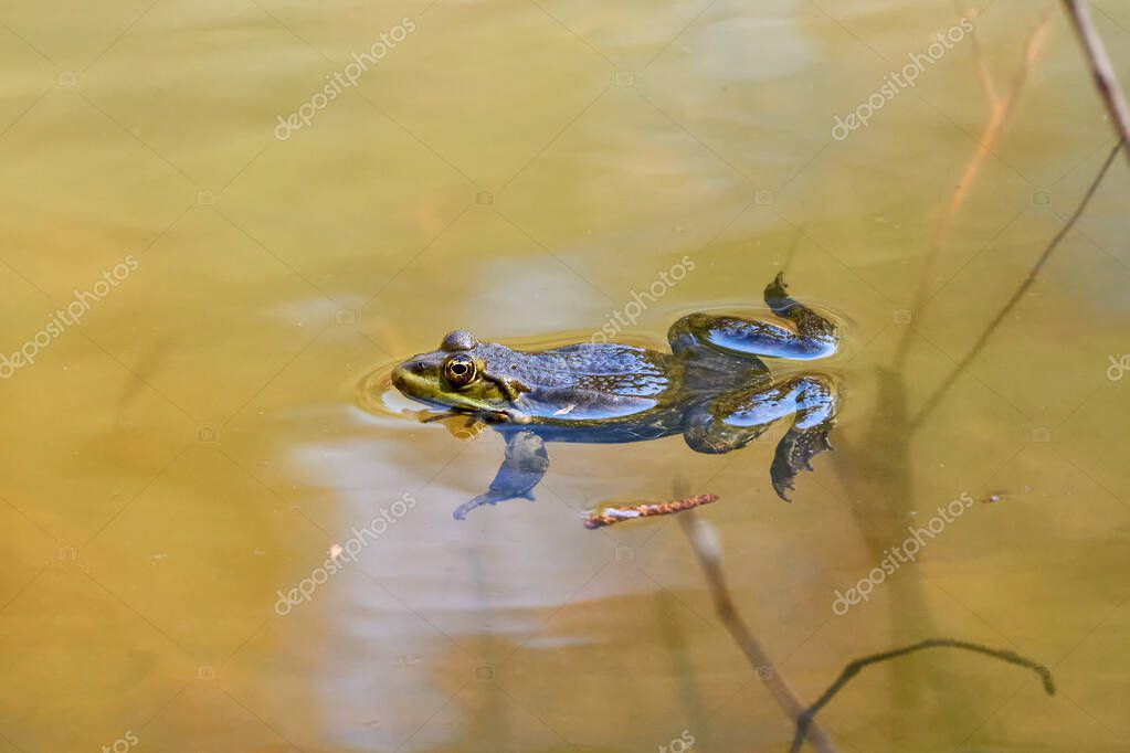 La rana nada en el agua del estanque. Las ranas a menudo viven junto a los humanos en estanques ...